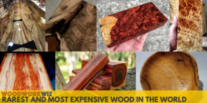 Rarest and Most Expensive Woods in the World - WoodworkWiz.Com